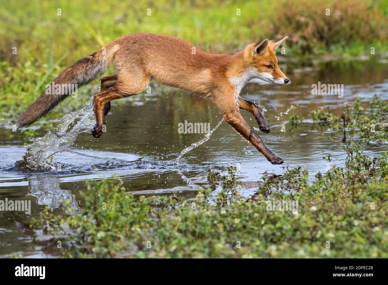 Sprung wasser hi-res stock photography and images - Alamy