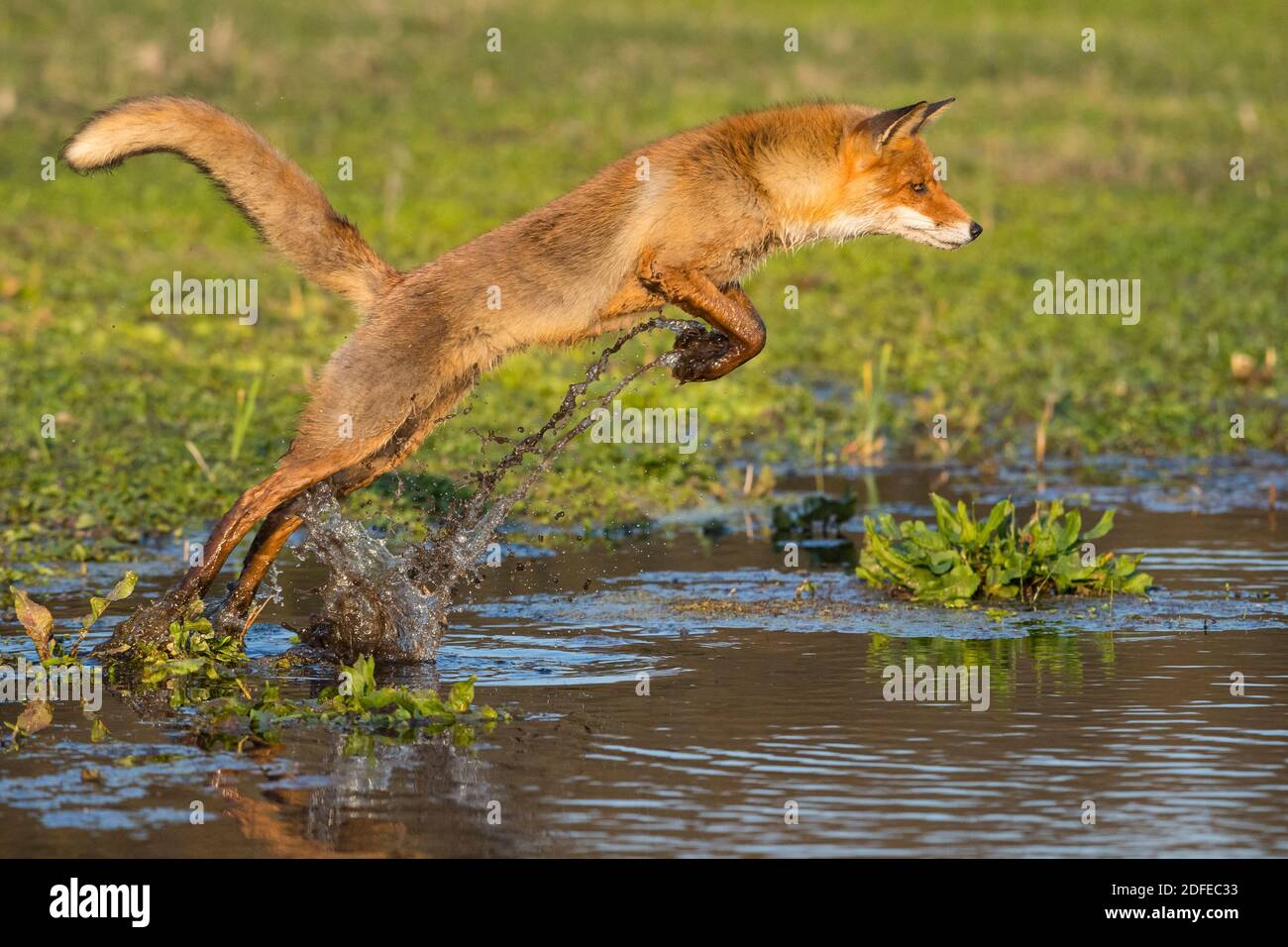 Fuchs springt über einen Bach, (Vulpes vulpes Stock Photo - Alamy