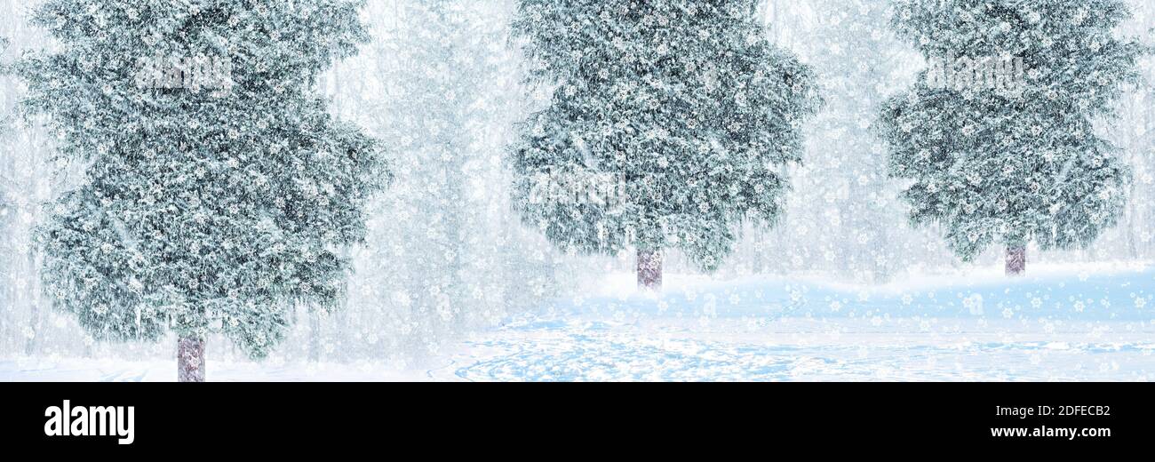 Winter is fabulous with a snowstorm in the forest, widescreen ...