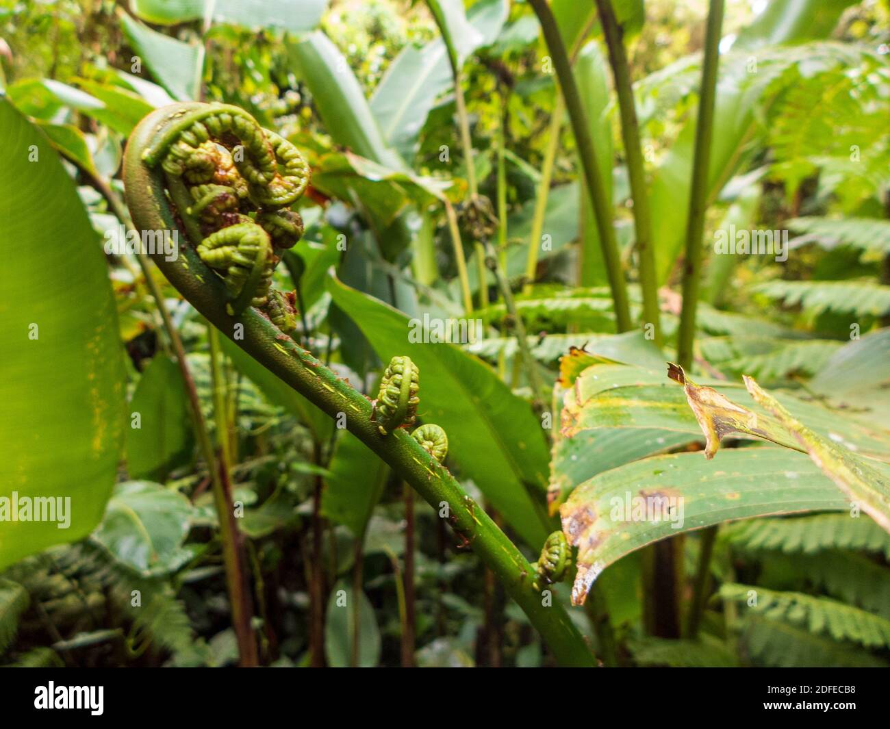 Hike through the rainforest of Costa Rica near Monteverde. Here ...
