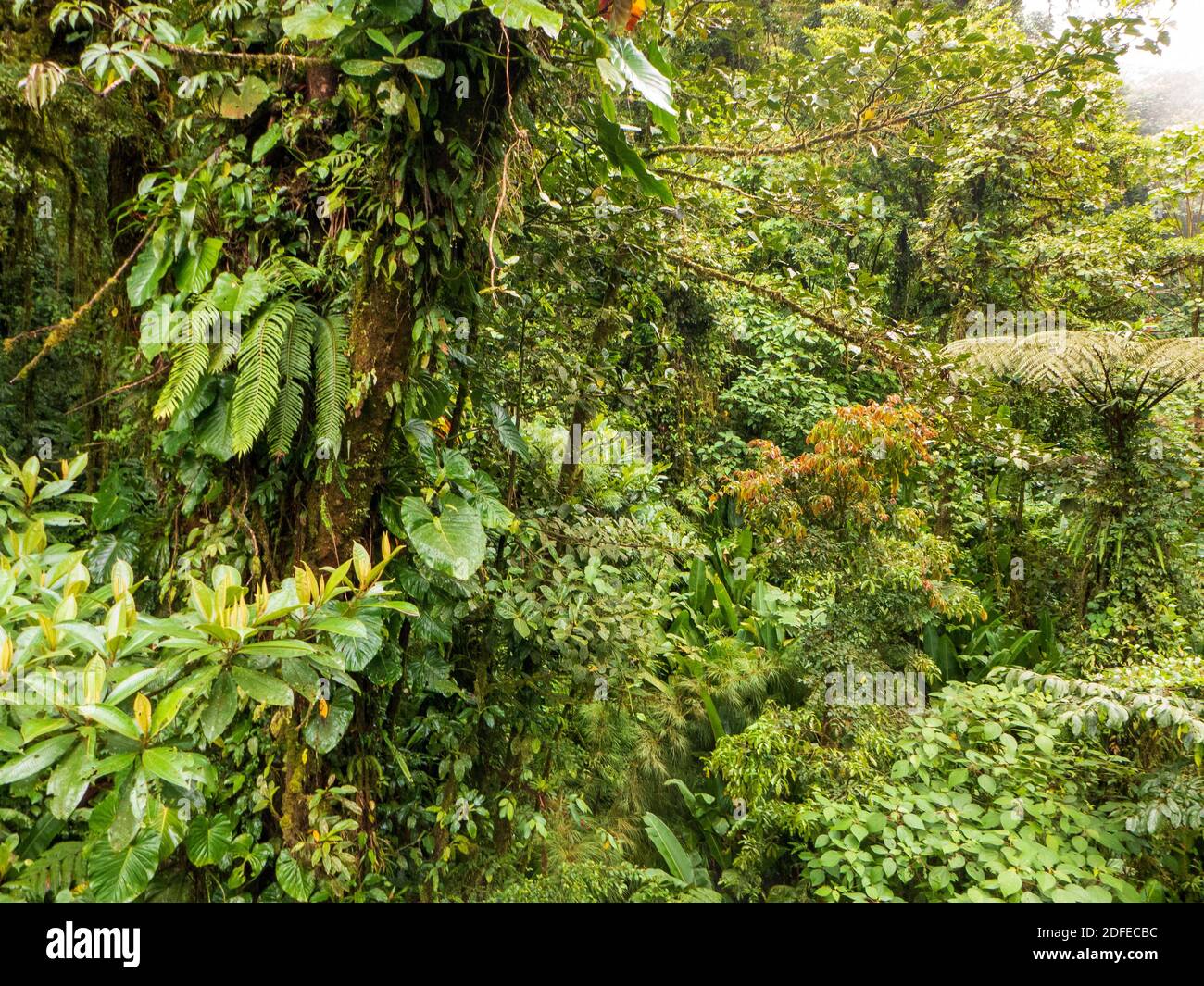 Hike through the rainforest of Costa Rica near Monteverde. Here ...