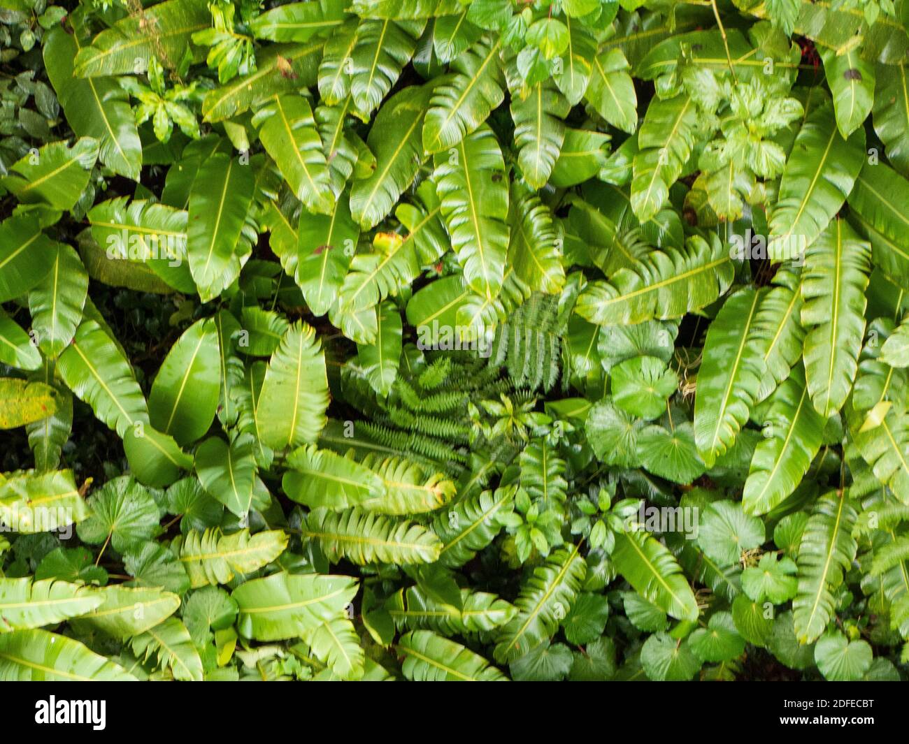 Hike through the rainforest of Costa Rica near Monteverde. Here ...