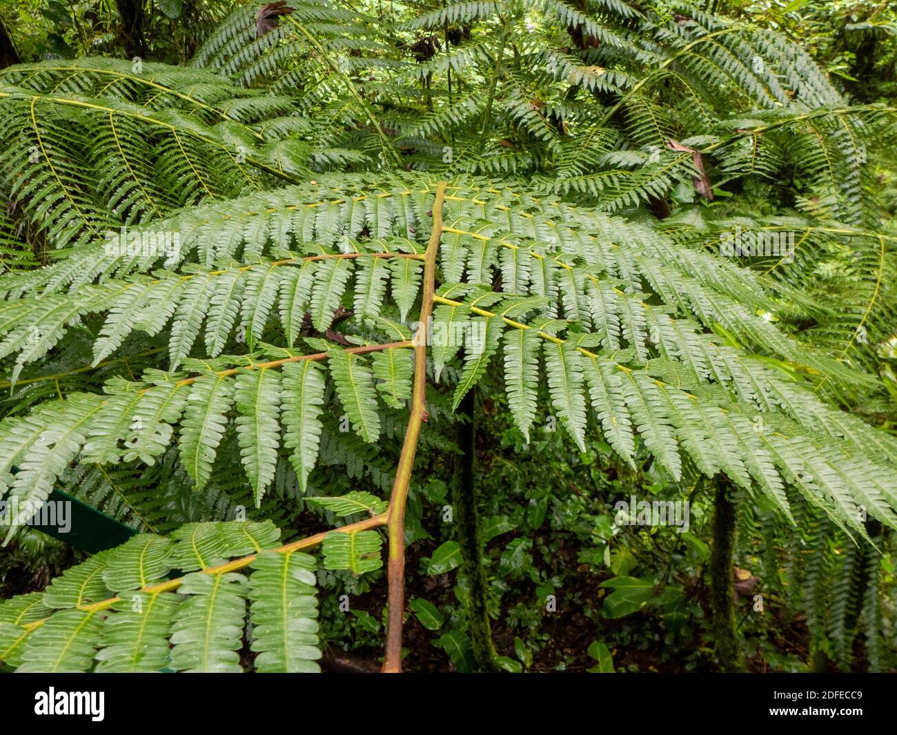 Hike through the rainforest of Costa Rica near Monteverde. Here ...