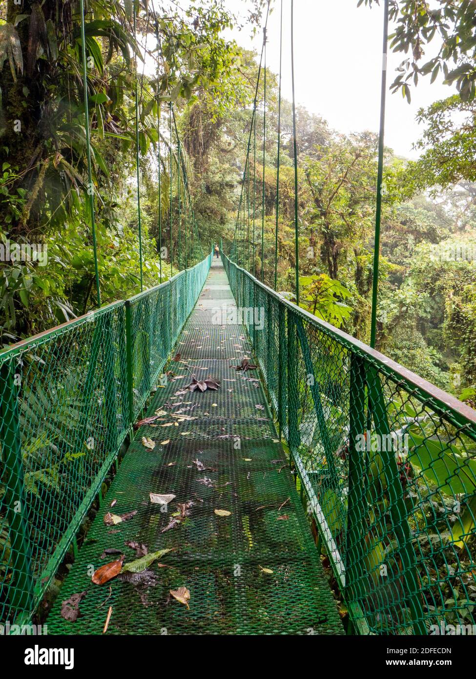 Rain rainforest bridge wood hi-res stock photography and images - Alamy