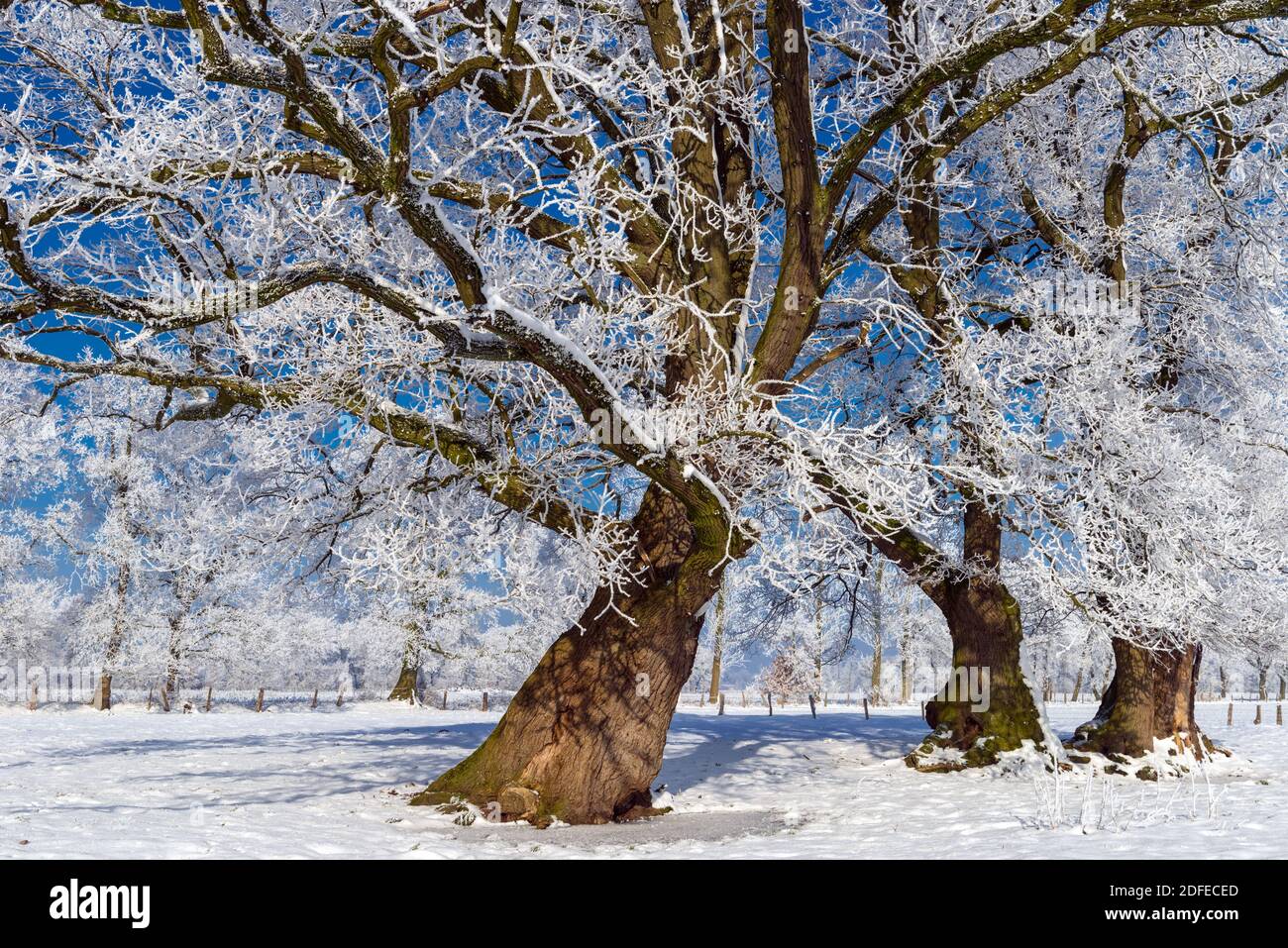 Eichen im Winter, Winterlandschaft, Rauhreif Stock Photo - Alamy