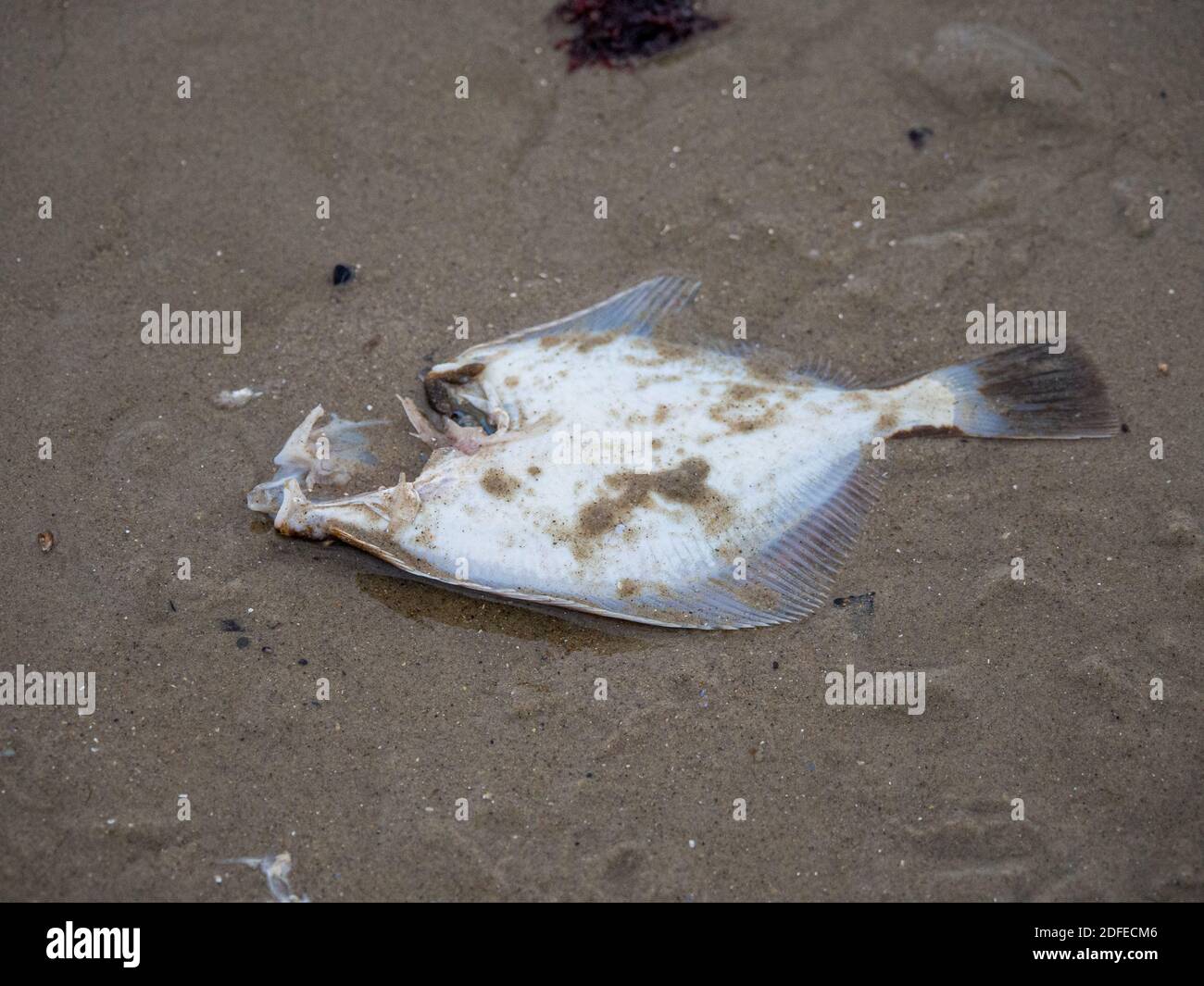 a dead white fish lies on the beach Stock Photo - Alamy