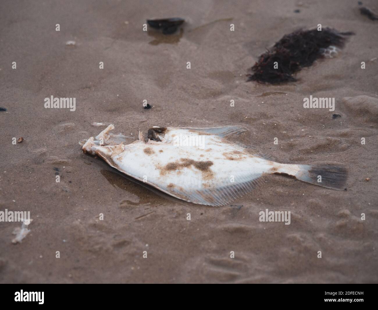 a dead white fish lies on the beach Stock Photo - Alamy