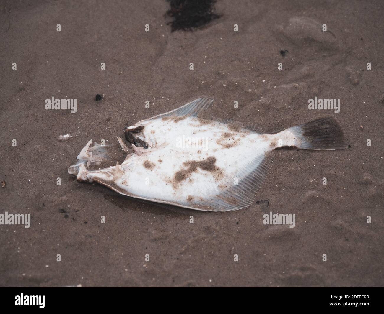 a dead white fish lies on the beach Stock Photo - Alamy