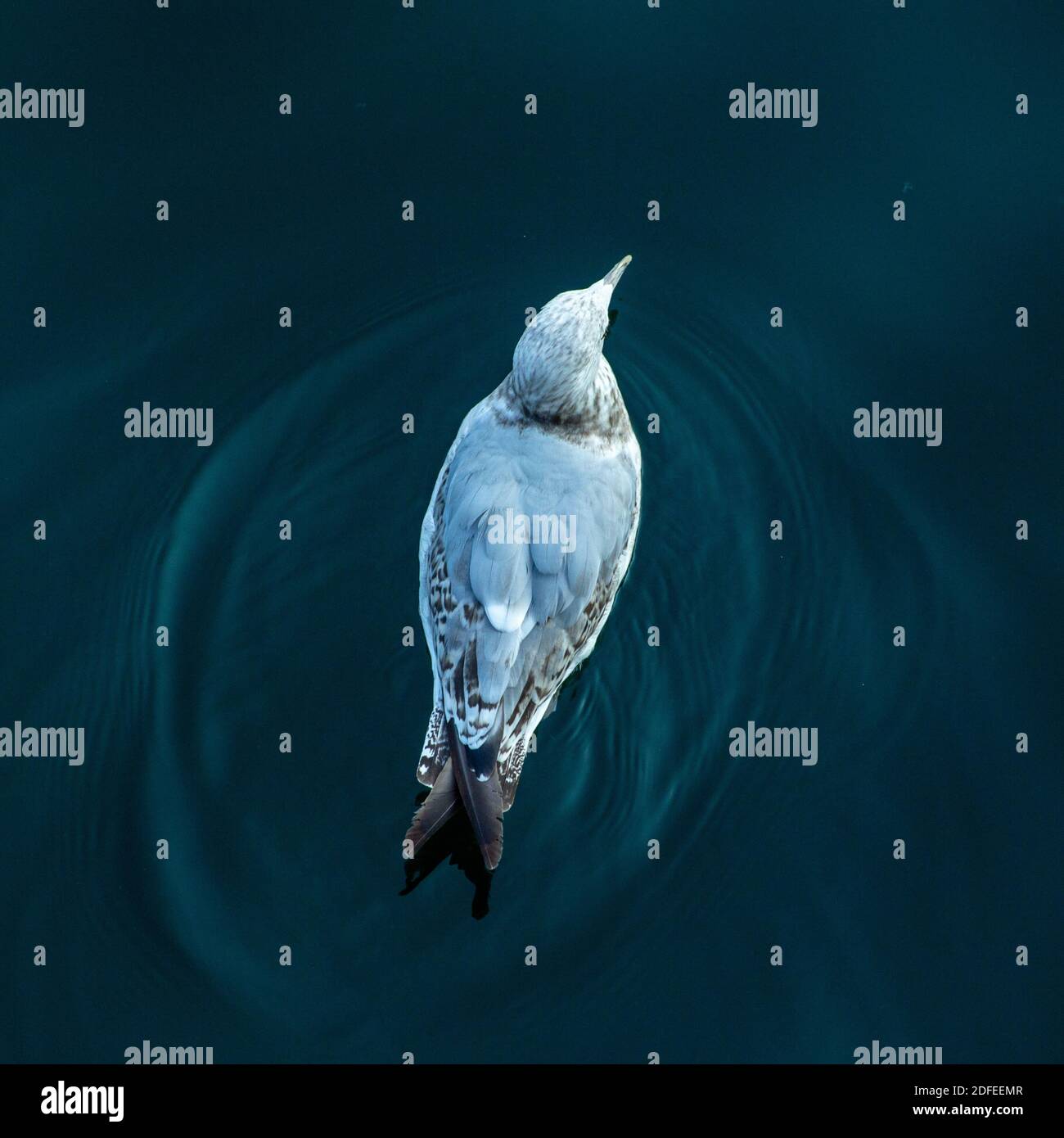 Floating animals hi-res stock photography and images - Alamy