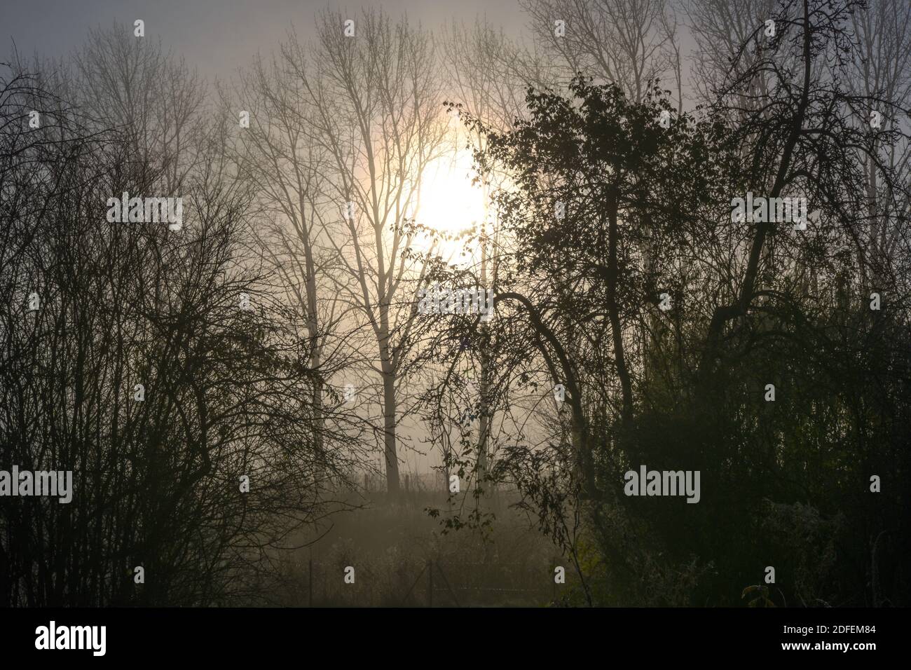 Rural landscape with sunrise in the dark gray morning mist and bare ...