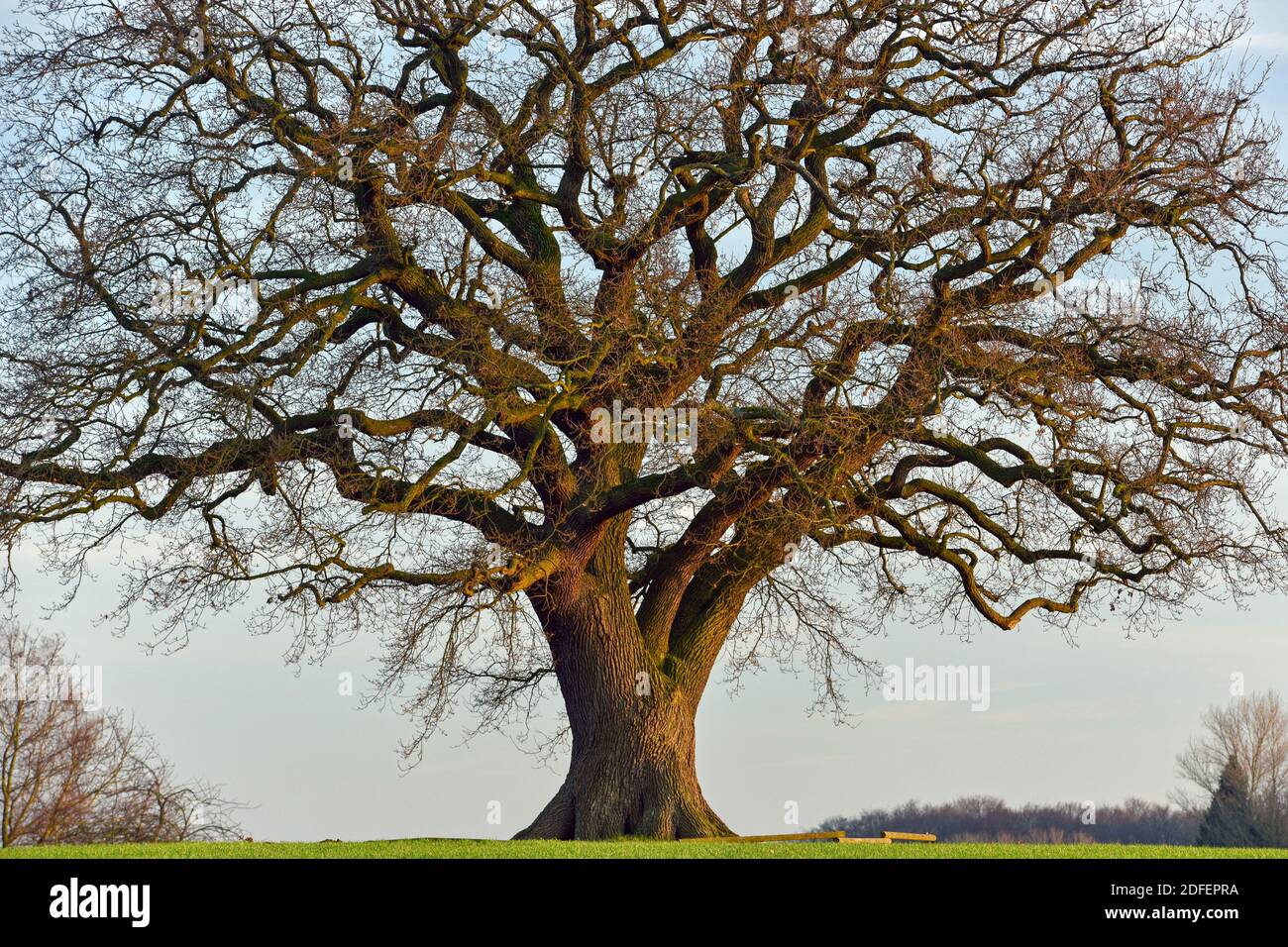 400 Jahre alte Eiche in Melle, Niedersachsen Stock Photo - Alamy