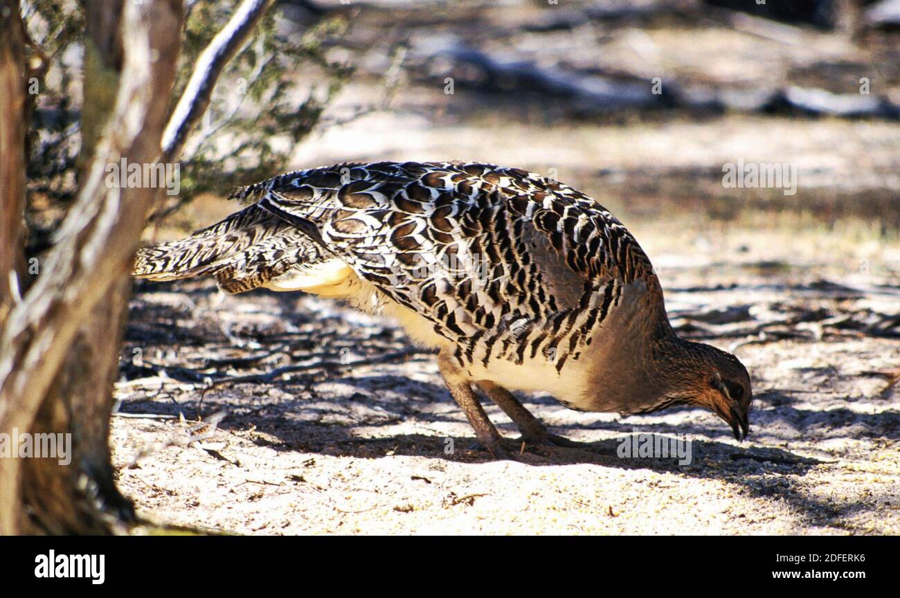 A flightless malleefowl forages for food in the semi-arid Wimmera ...