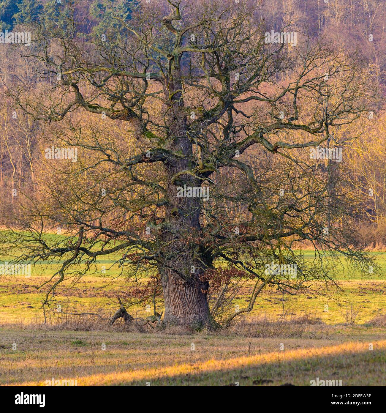 Alte Eiche Burg Schlitz, Mecklenburg-Vorpommern, (Quercus Stock Photo ...