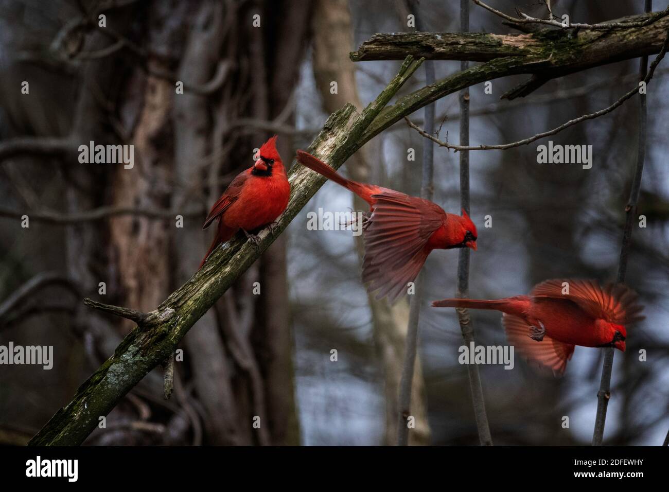 A male cardinal in one sitting and two flight poses on a grey winter ...