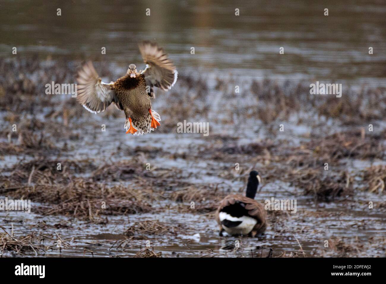 Hen mallard in flight hi-res stock photography and images - Alamy