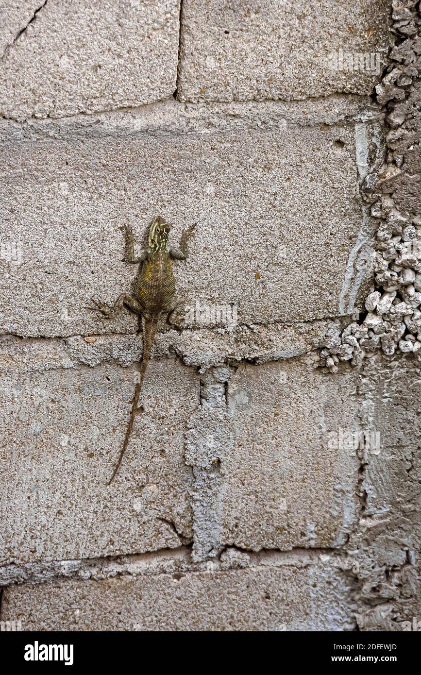 Cameroon wall hi-res stock photography and images - Alamy