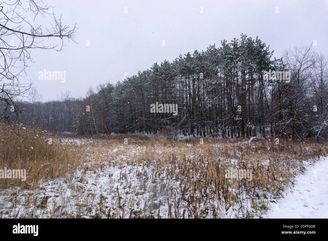 Snow winter trees walking fun hi-res stock photography and images - Alamy