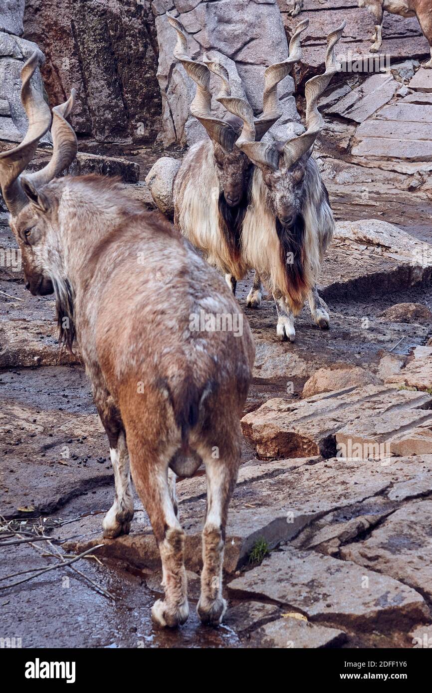Markhor males on the rock Stock Photo - Alamy