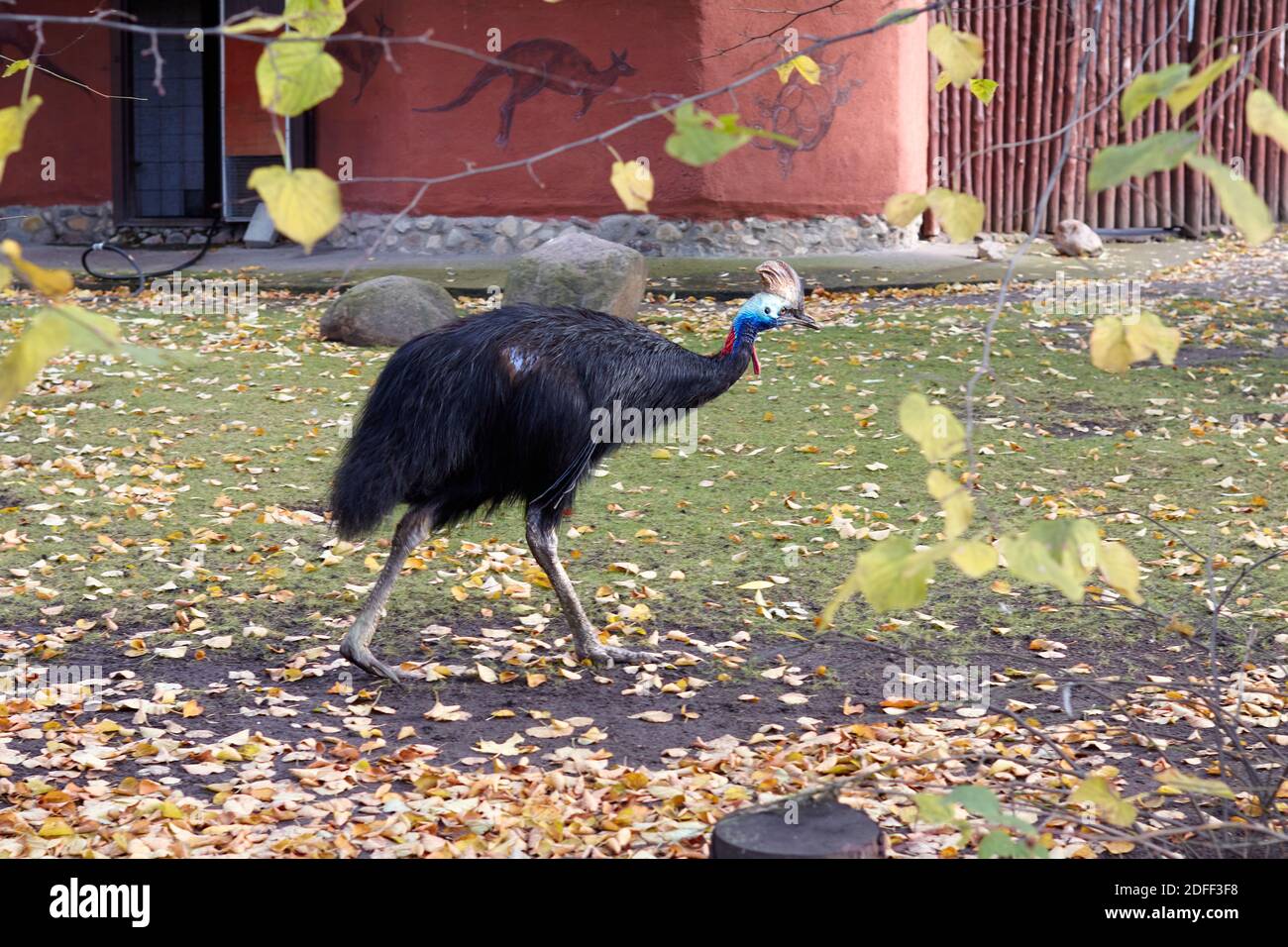 Ratites hi-res stock photography and images - Alamy