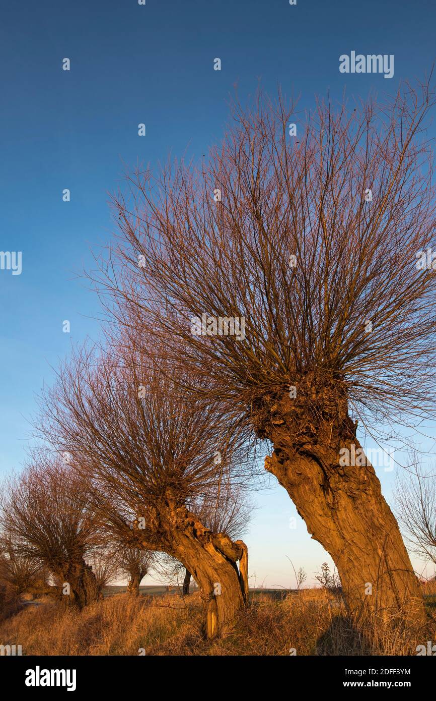 Kopfweiden hi-res stock photography and images - Alamy