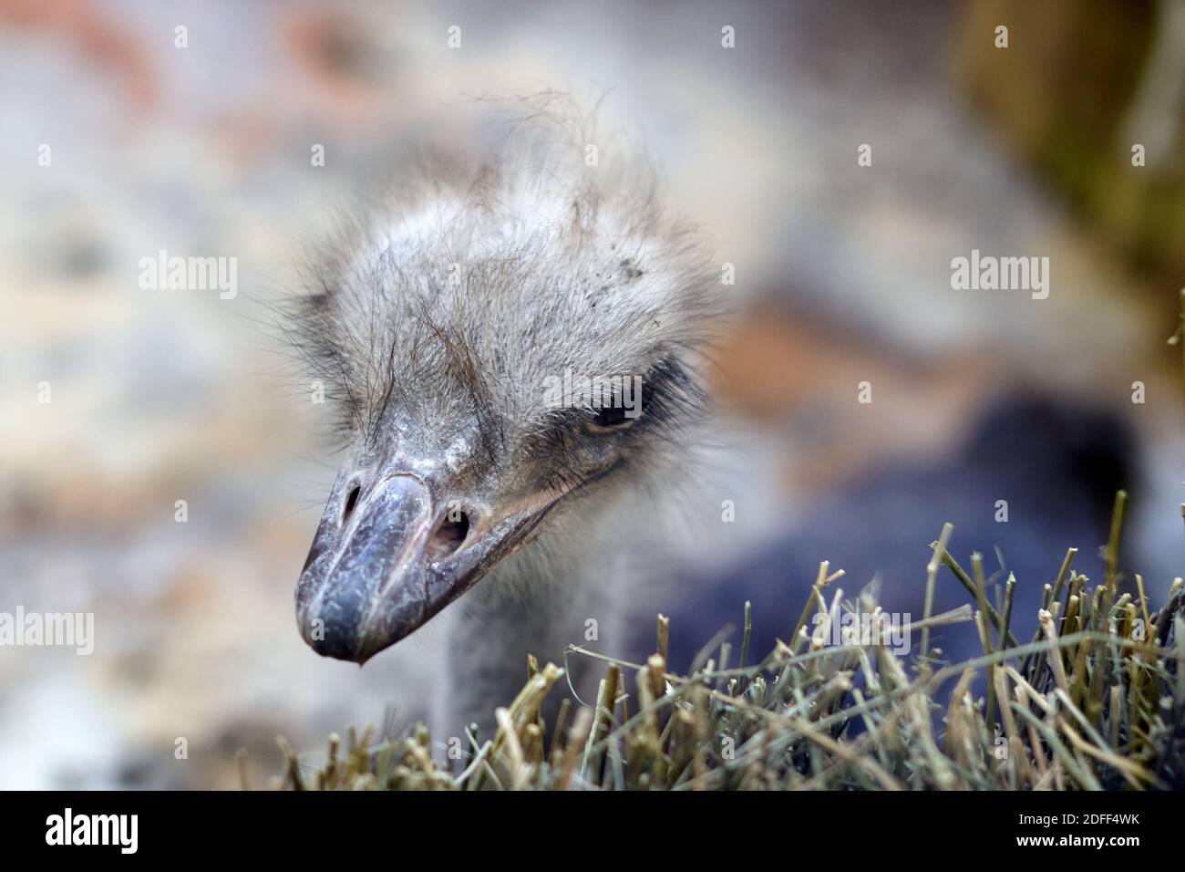 Ostrich close up portrait front view Stock Photo - Alamy