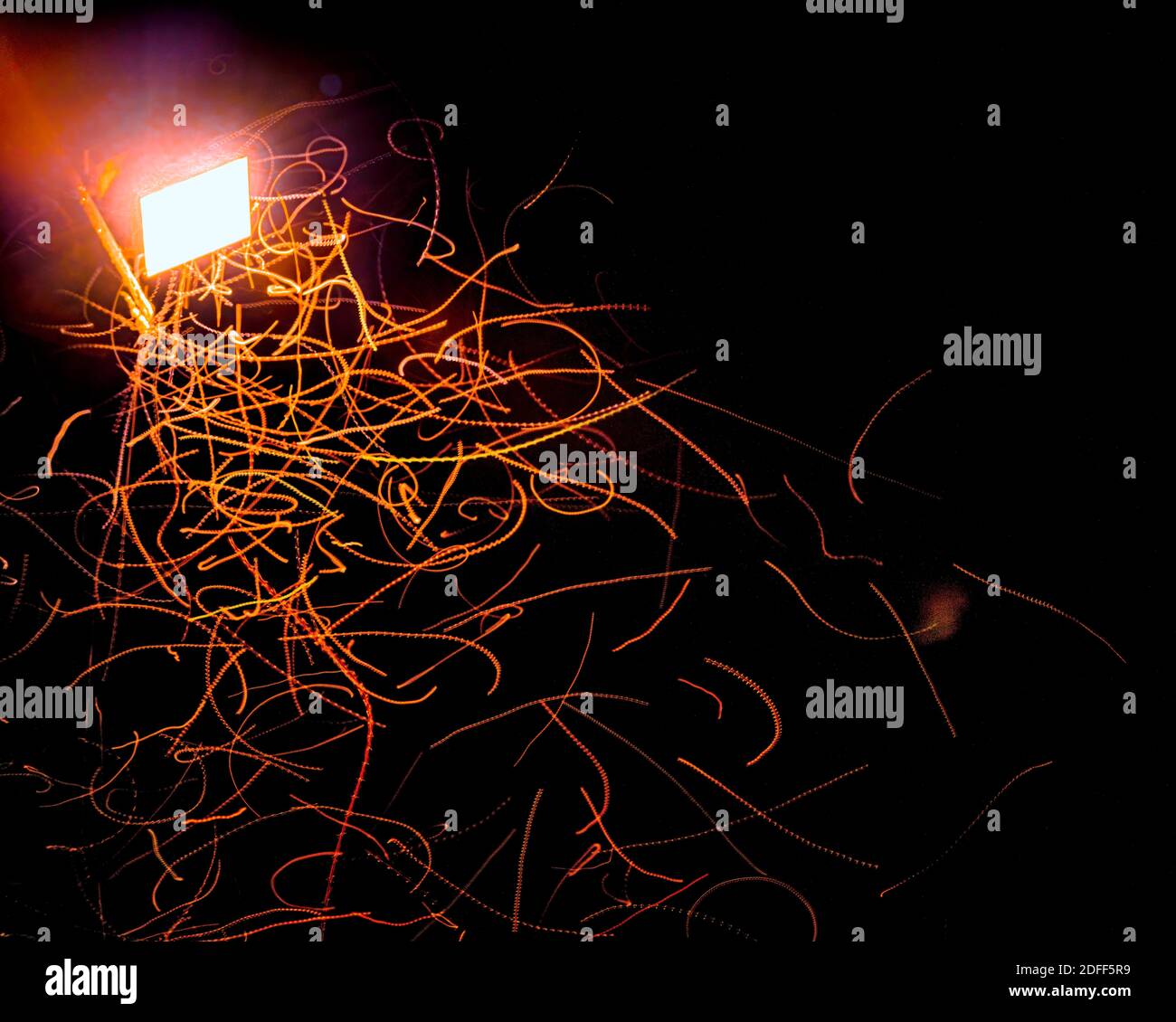 Light to a moth Stock Photo - Alamy