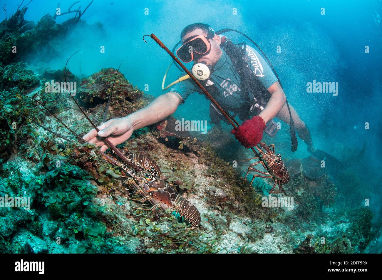 Scuba diver lobster fisherman while fishing underwater. Mosquitia coast ...