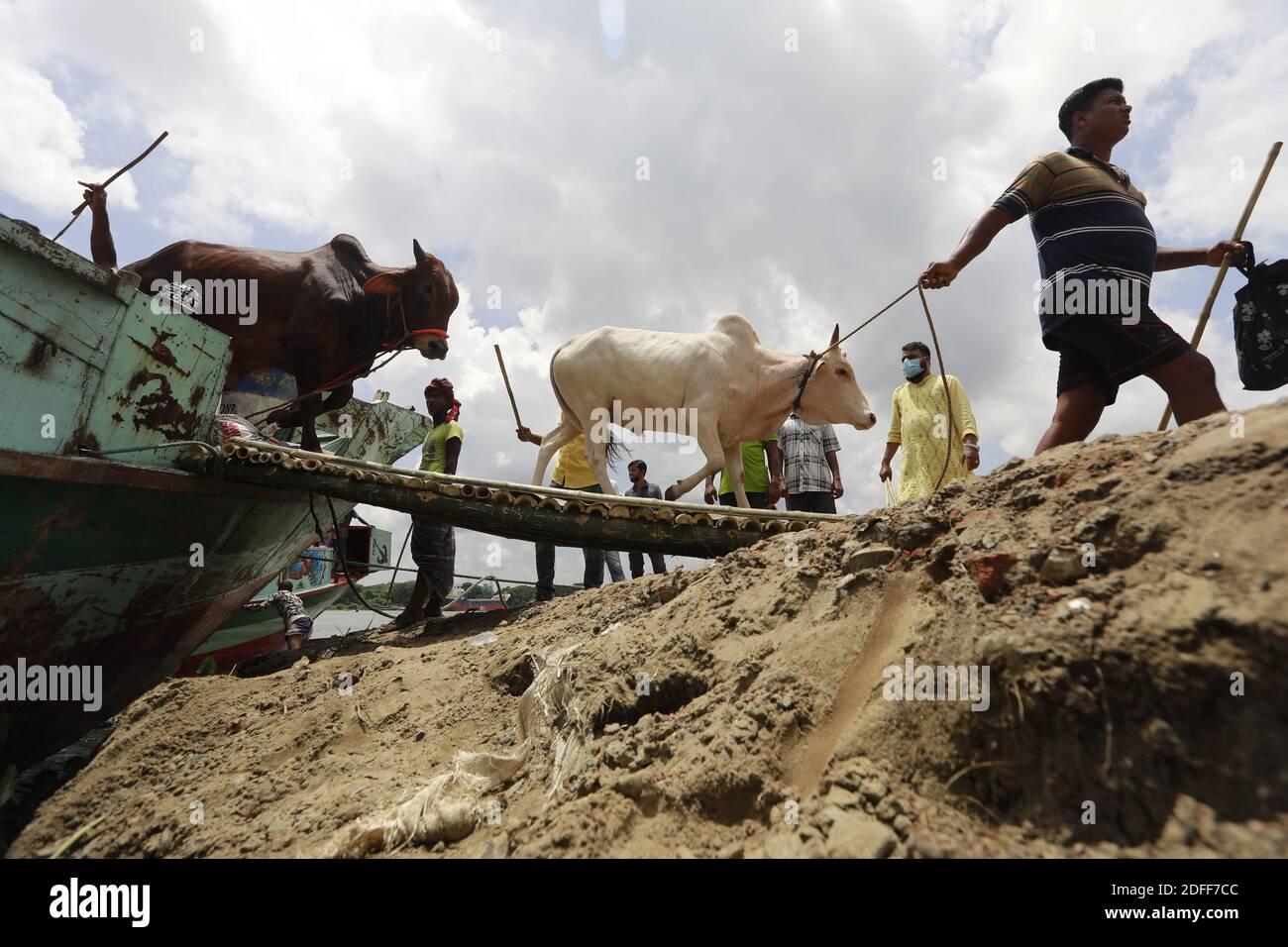 Bangladeshi traders unloading a vessel of sacrificial animals for the upcoming Eid al-Adha at ...