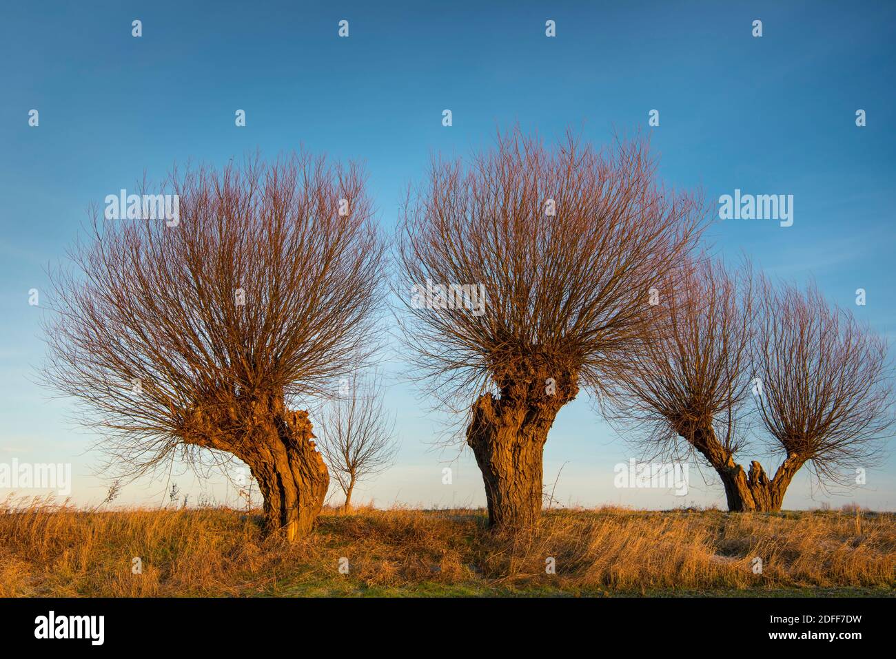 Kopfweiden hi-res stock photography and images - Alamy