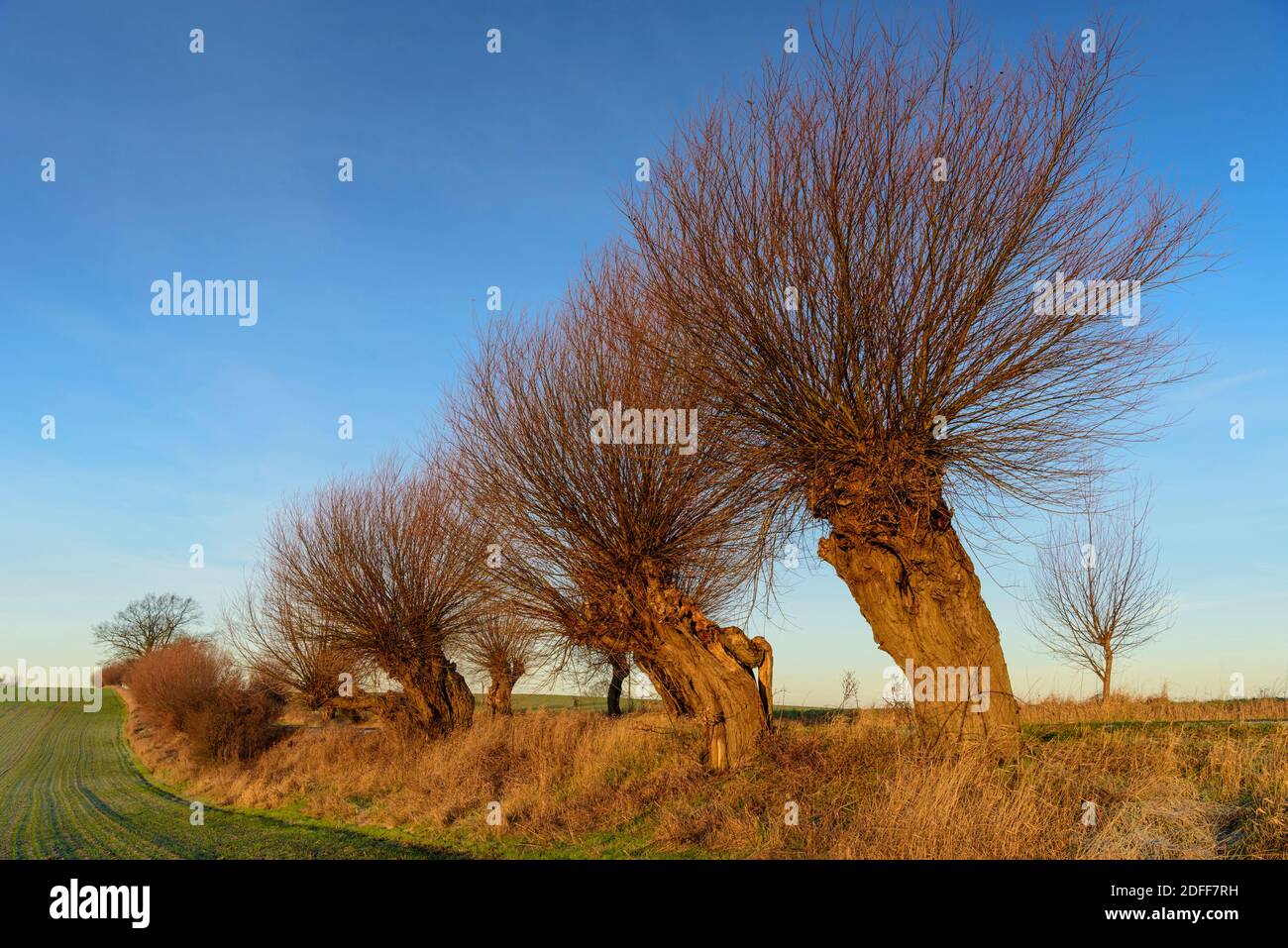 Kopfweiden hi-res stock photography and images - Alamy