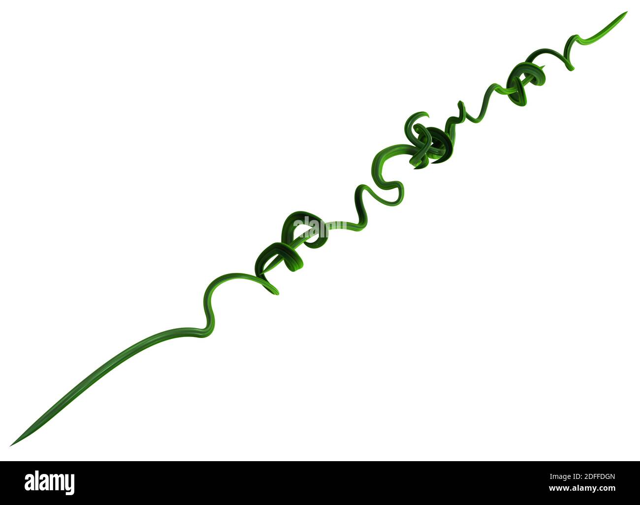 Plant vines green growing twisting curly straight, 3d illustration ...