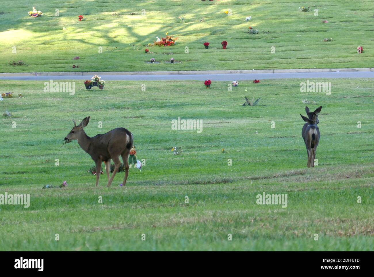 Los Angeles, California, USA 3rd December 2020 A general view of ...