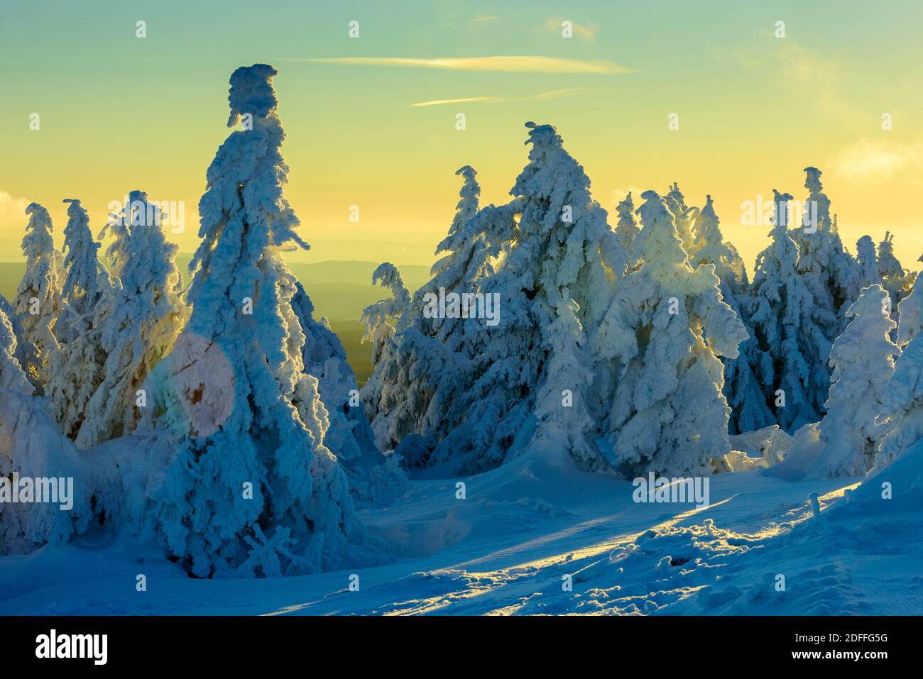 Fichten tannen hi-res stock photography and images - Alamy