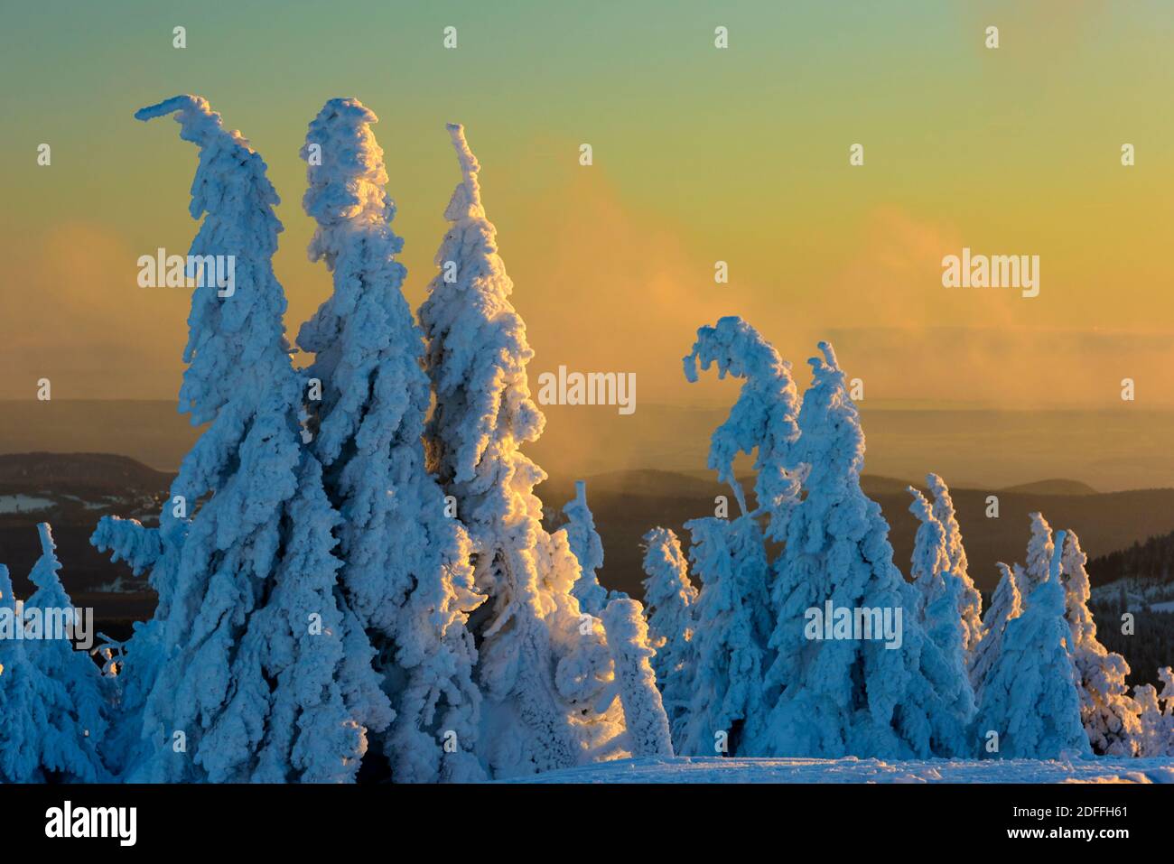 Tannen hi-res stock photography and images - Alamy