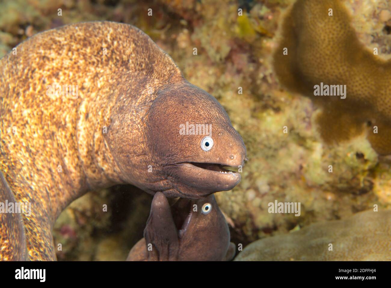 White eyed moray eel hi-res stock photography and images - Alamy
