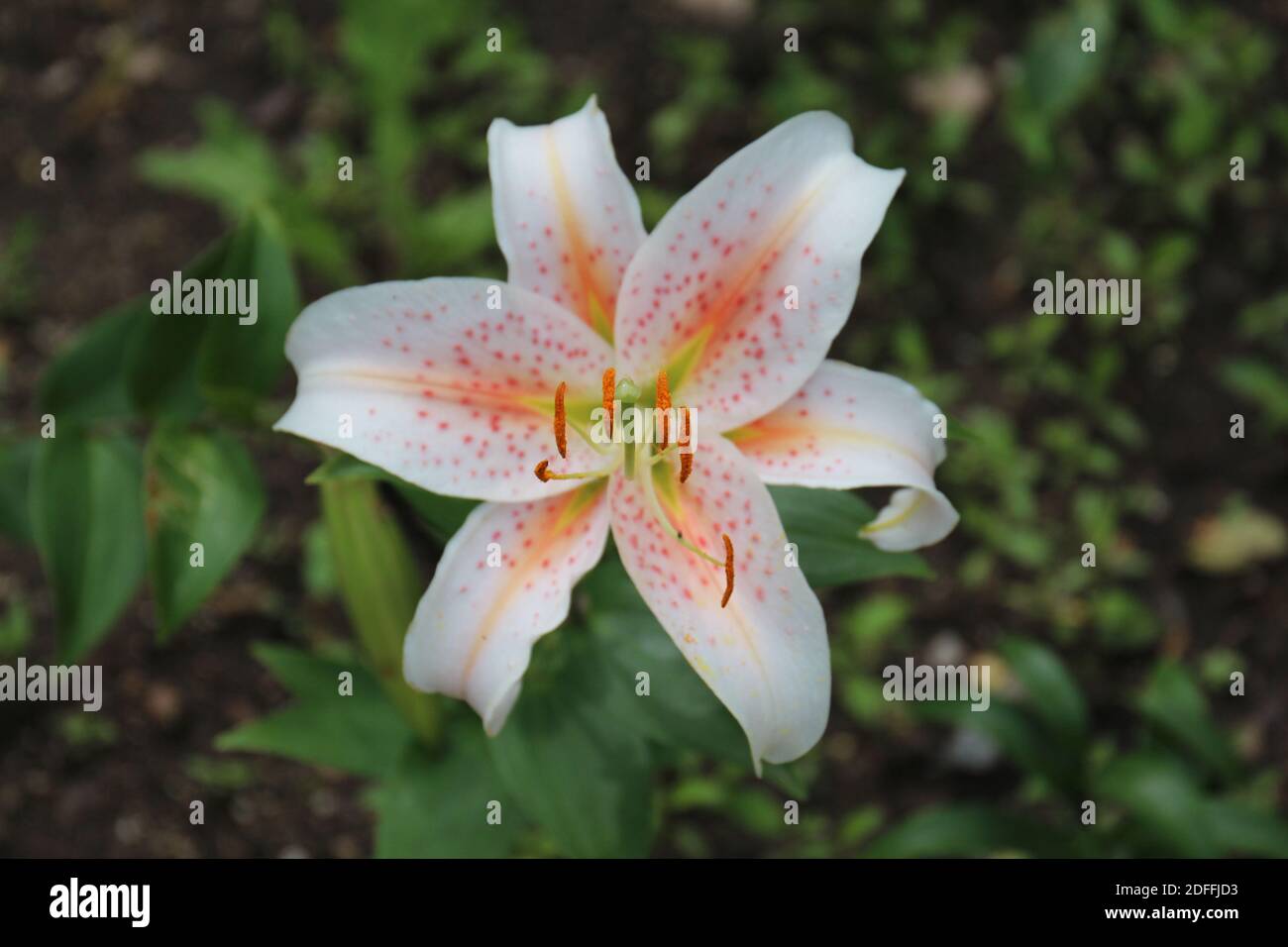 Close up of a single Asiatic Lily flower with white and orange petals ...
