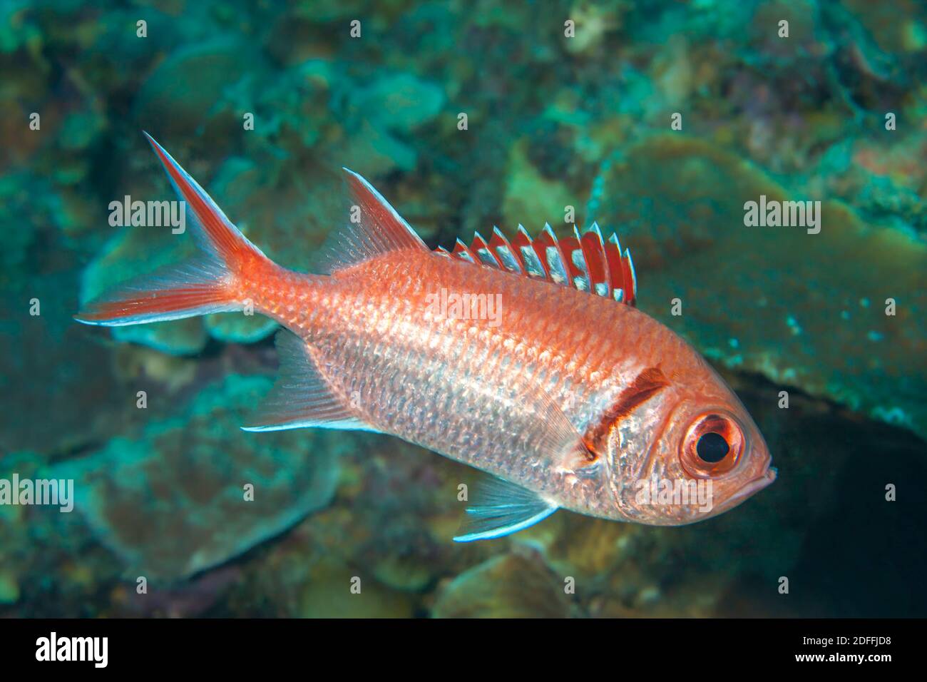 Blackbar Soldierfish, Myripristis jacobus, on a tropical coral reef in ...