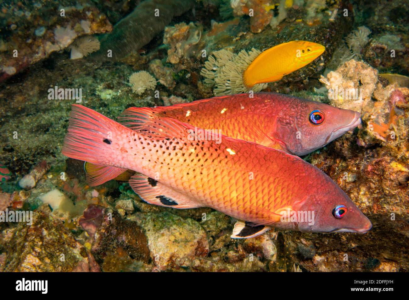 Redfin hogfish hi-res stock photography and images - Alamy
