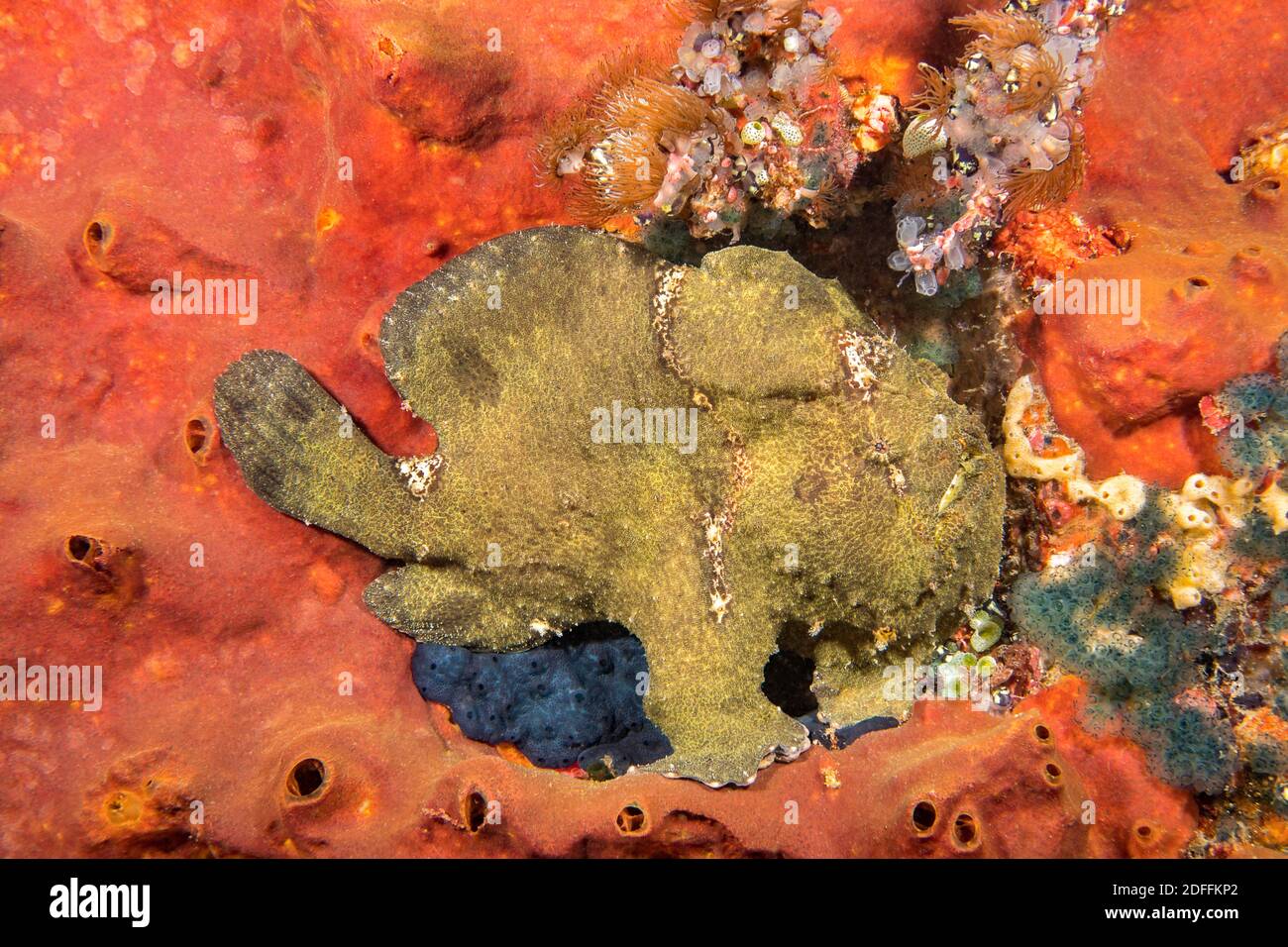 A Commerson's frogfish, Antennarius commersoni, perched on sponge ...