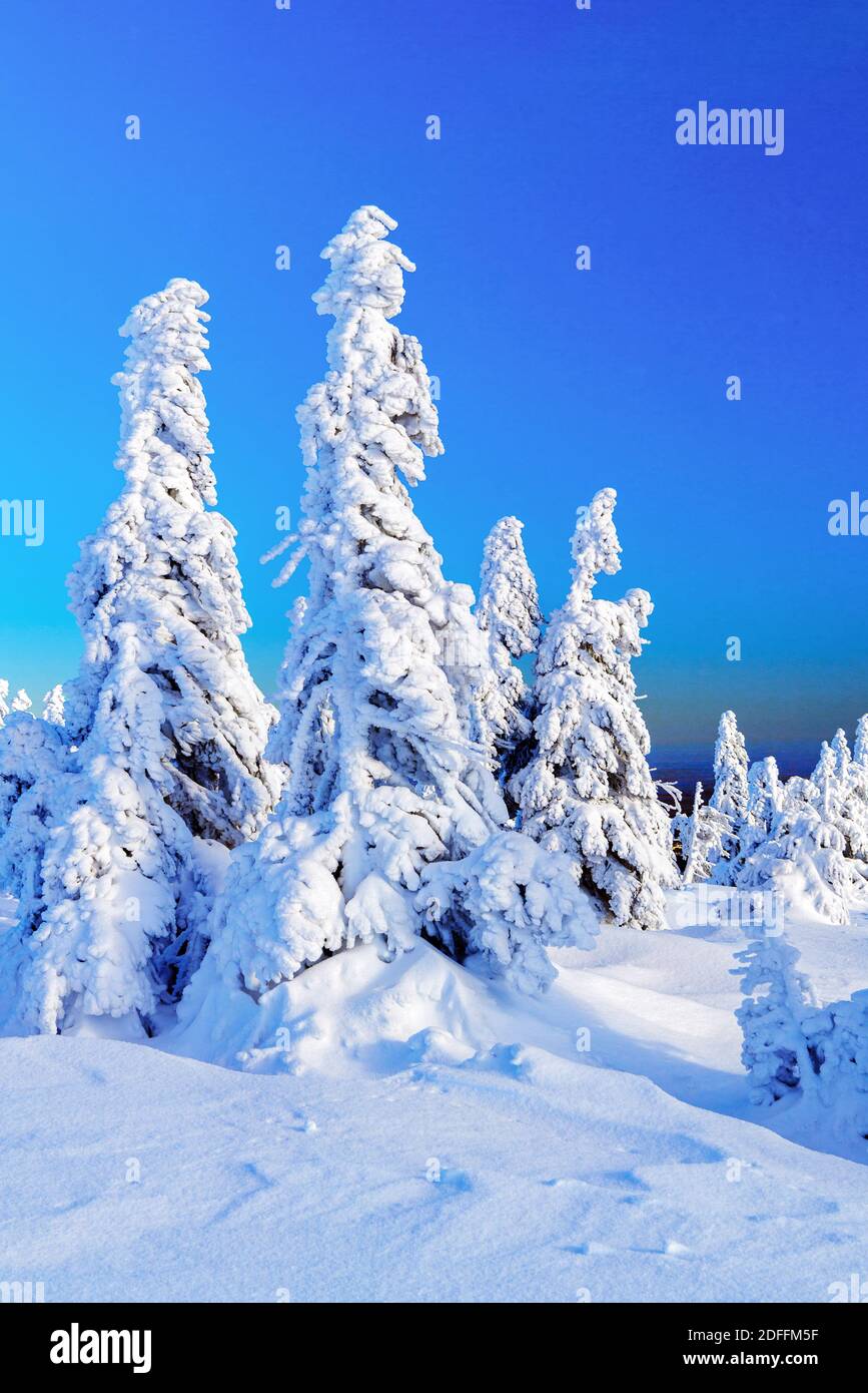 Winter auf dem Brocken, Verschneite Fichten - Tannen Stock Photo - Alamy