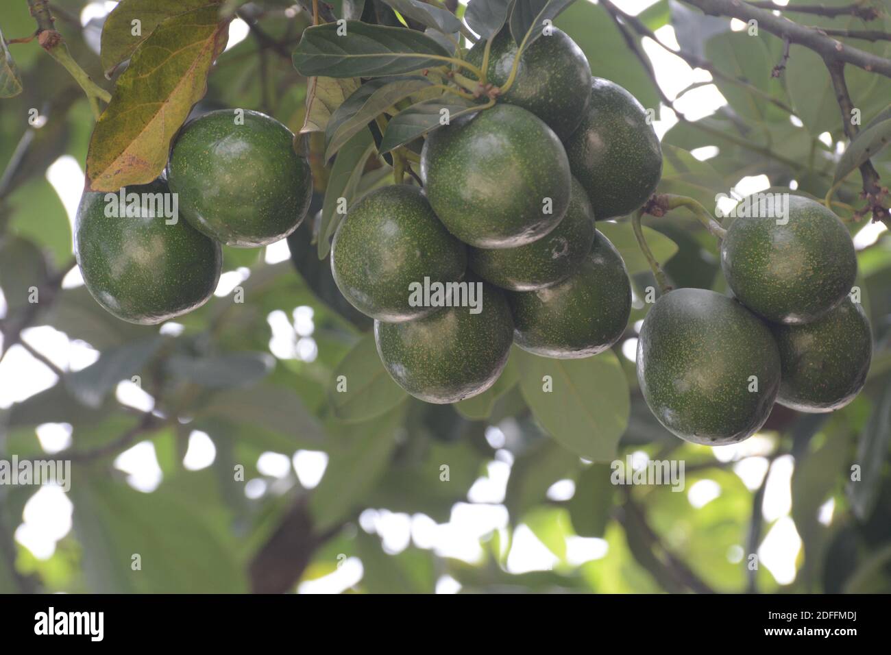Fruits rounded hi-res stock photography and images - Alamy
