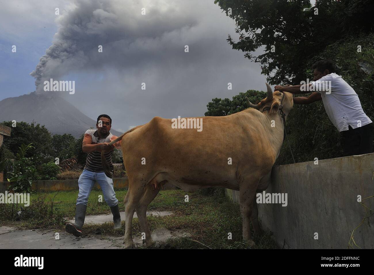 A residents seen preparing his cows for pregnancy injection at the feet ...