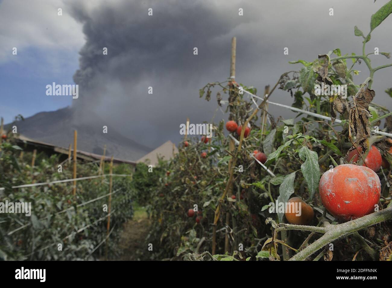 Tomato plants seen impacted by Sinabung volcano which spews volcanic ...