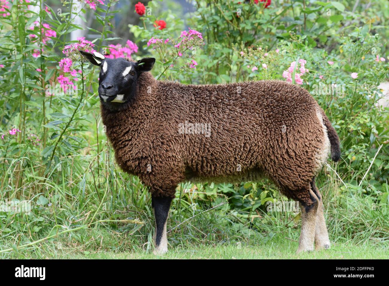 Badgerface ram hi-res stock photography and images - Alamy