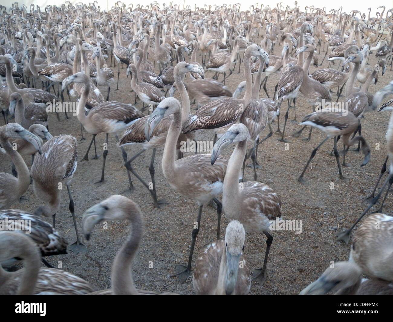 Pink flamingo chickens during the ringing catch in the Fuente de Piedra ...