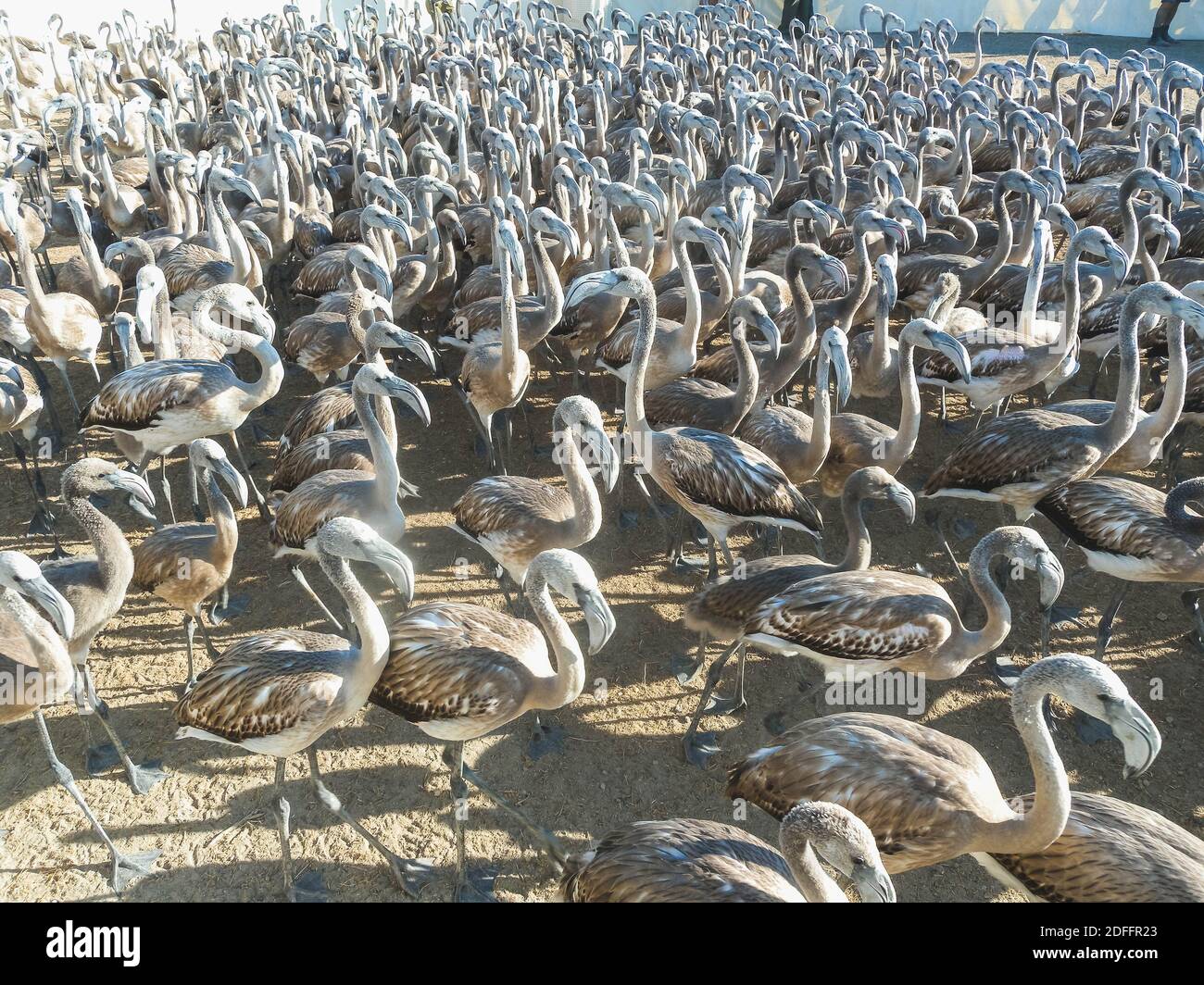 Pink flamingo chickens during the ringing catch in the Fuente de Piedra ...