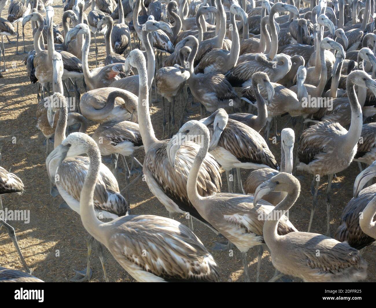 Pink flamingo chickens during the ringing catch in the Fuente de Piedra ...