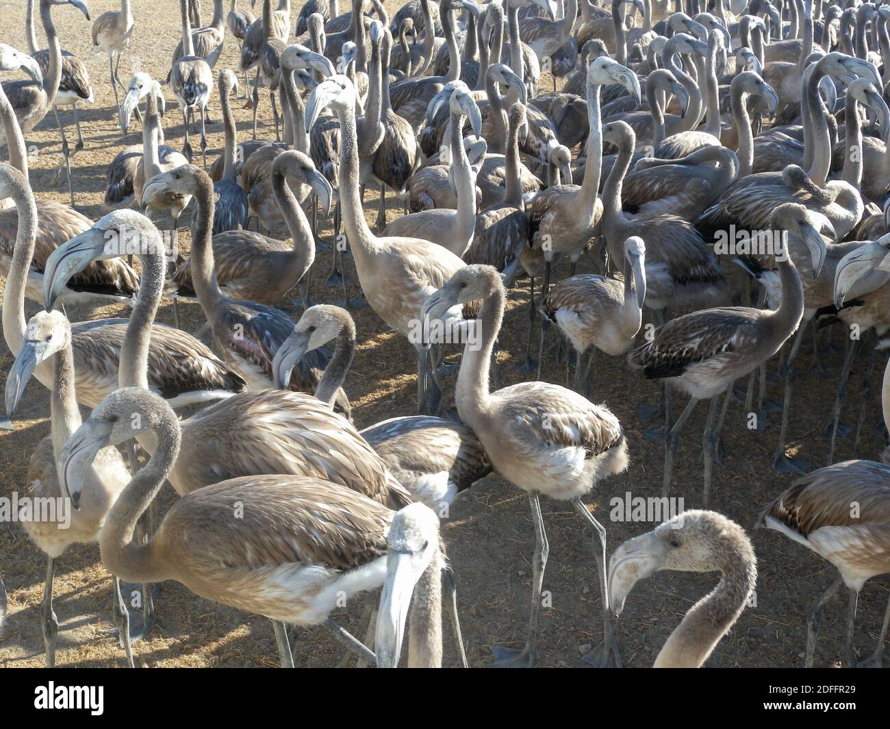 Pink flamingo chickens during the ringing catch in the Fuente de Piedra ...