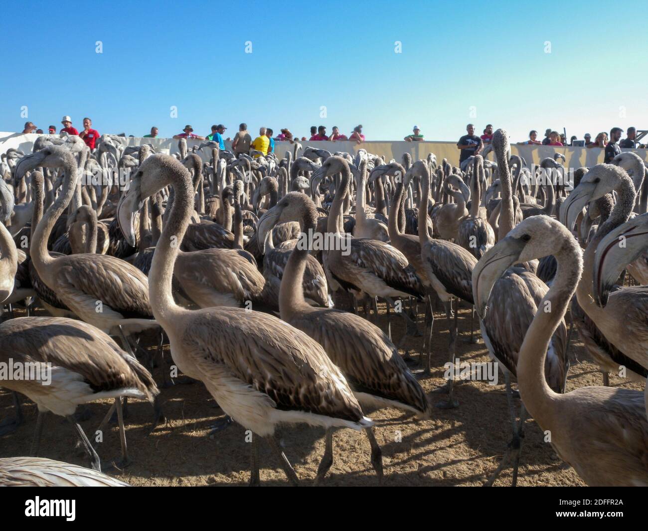 Pink flamingo chickens during the ringing catch in the Fuente de Piedra ...
