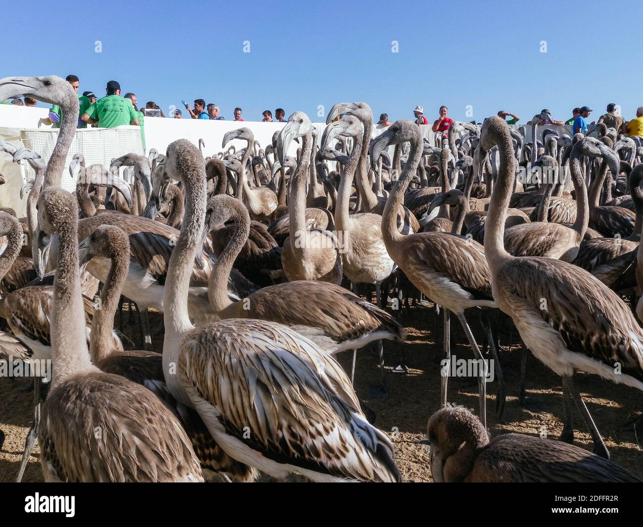 Pink flamingo chickens during the ringing catch in the Fuente de Piedra ...